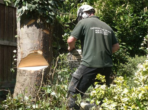 Local tree surgeon Leeds, Yorkshire: Oakwood Tree Services