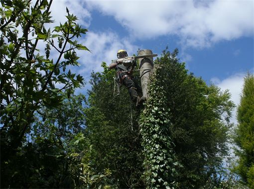 Local tree surgeon Leeds, Yorkshire: Oakwood Tree Services