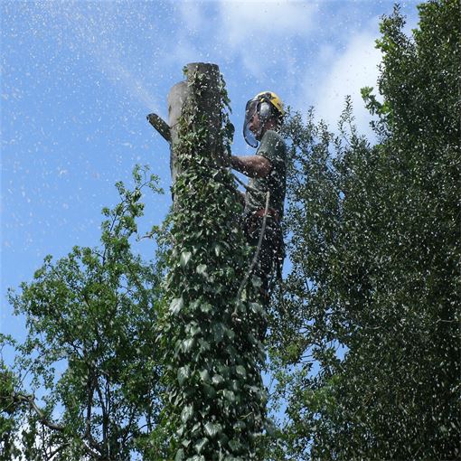 Local tree surgeon Leeds, Yorkshire: Oakwood Tree Services