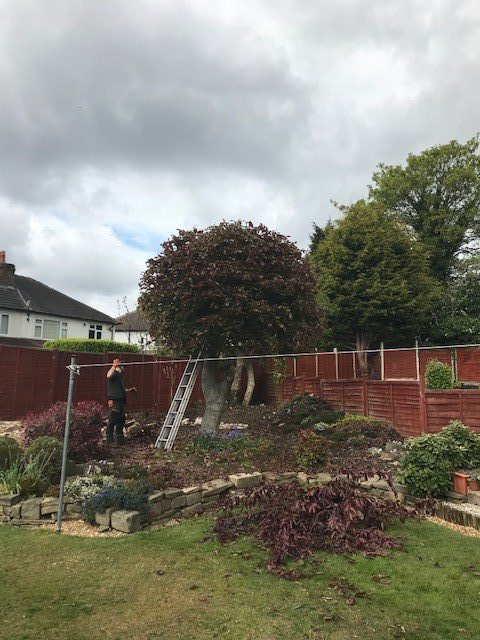 Local tree surgeon Leeds, Yorkshire: Oakwood Tree Services