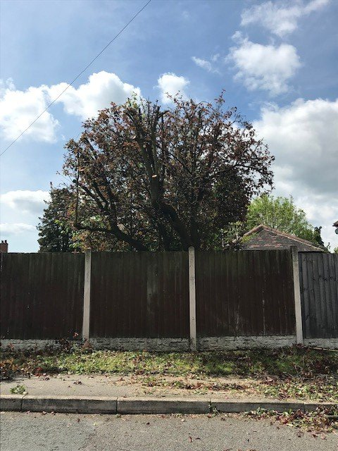 Local tree surgeon Leeds, Yorkshire: Oakwood Tree Services