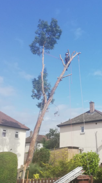 Local tree surgeon Leeds, Yorkshire: Oakwood Tree Services