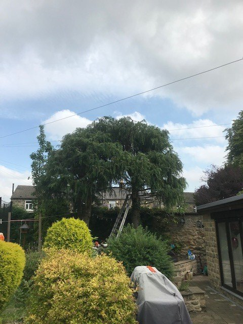 Local tree surgeon Leeds, Yorkshire: Oakwood Tree Services
