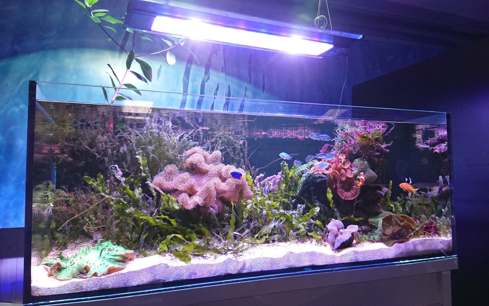 What is the best lighting to grow macroalgae in a reef or refugium