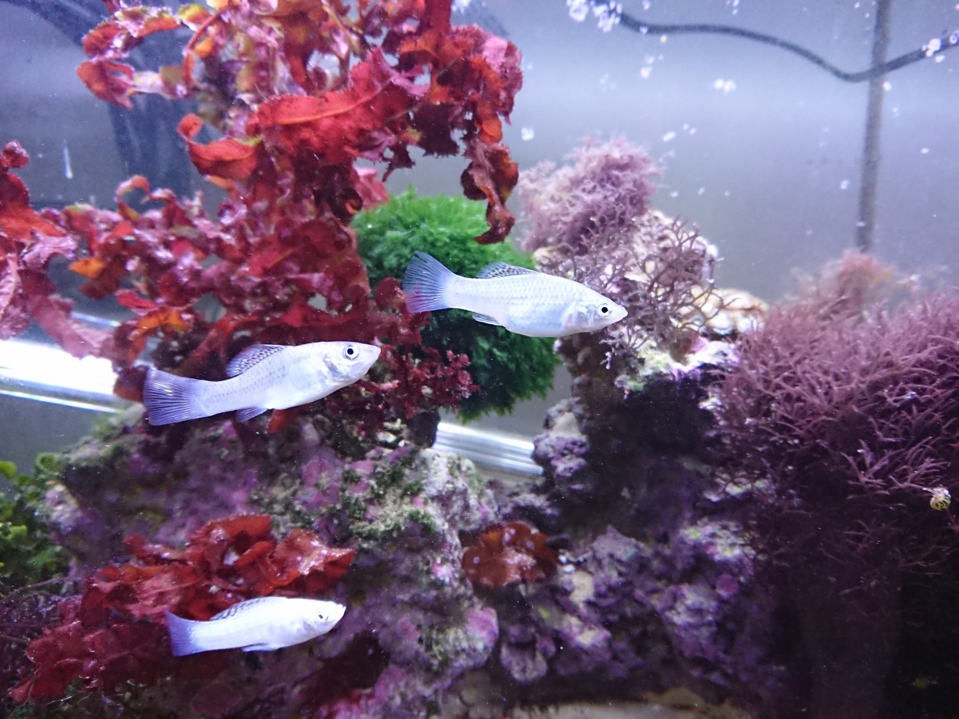 What cleanup crew is safe for macroalgae aquarium
