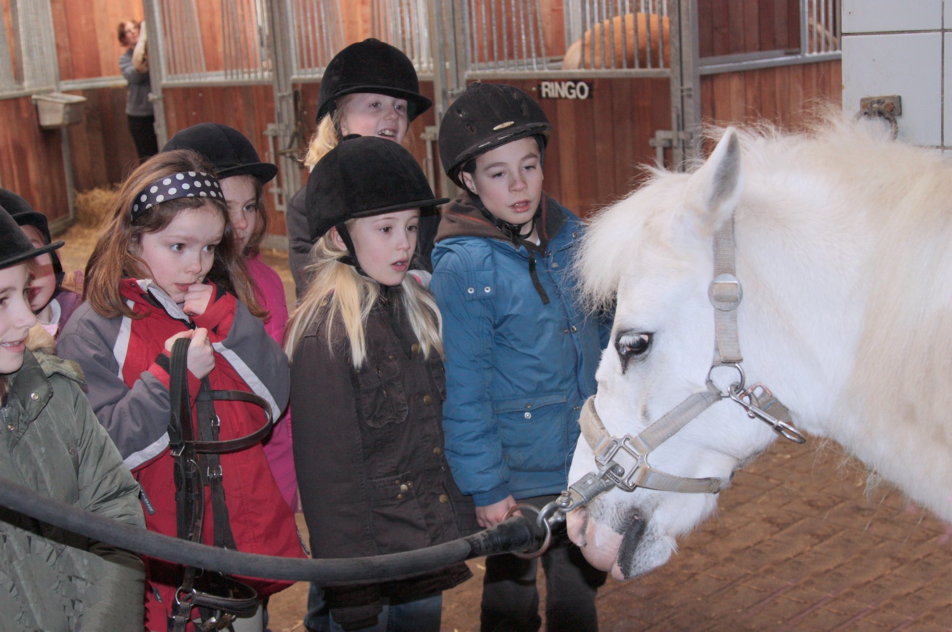 Kinderfeestjes in Eindhoven met pony rijden en hoefijzer schilderen