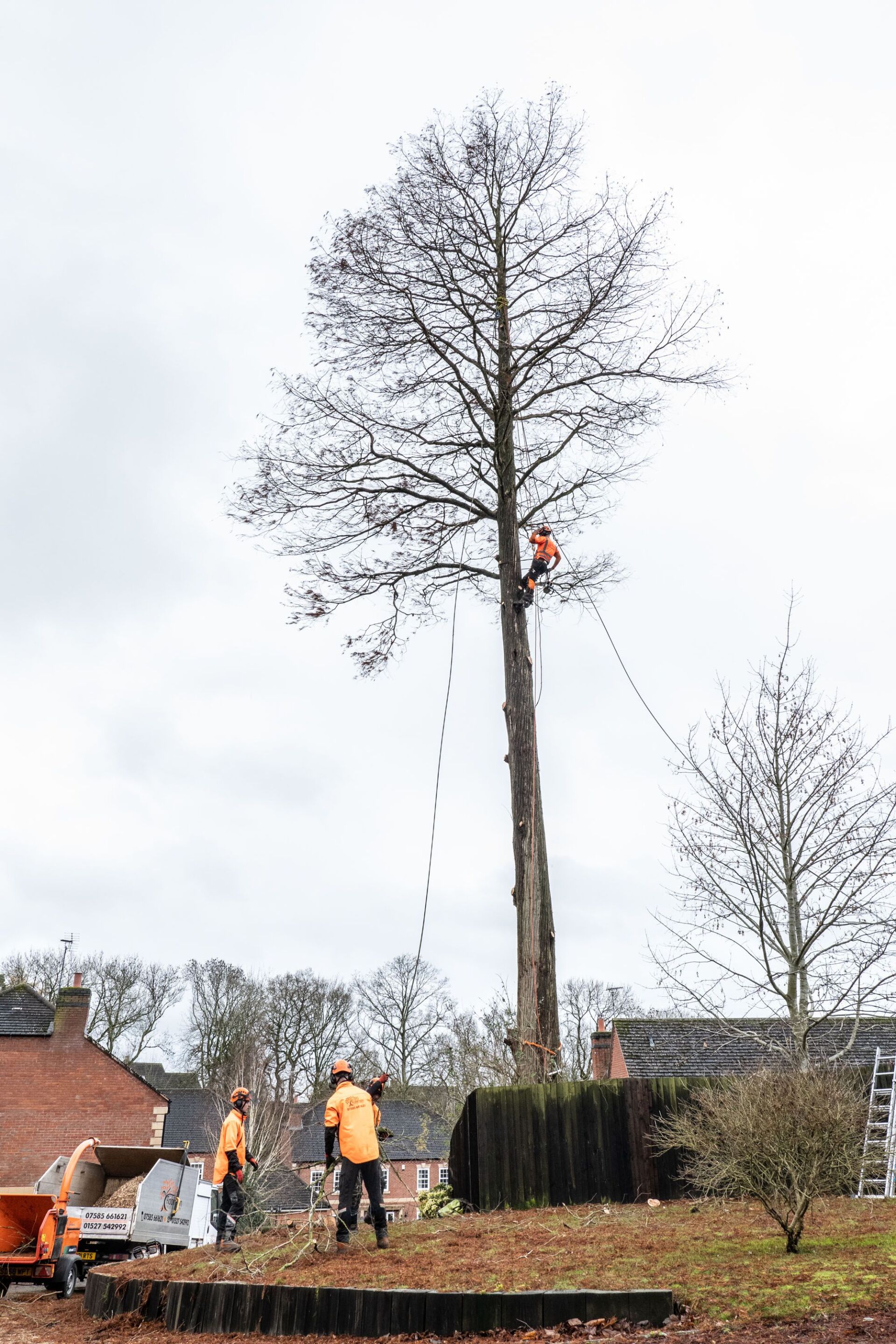 Tree Surgeons | Robinsons Tree Surgery