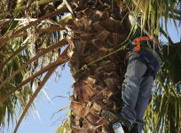 Professional Tree Removal in Adelaide