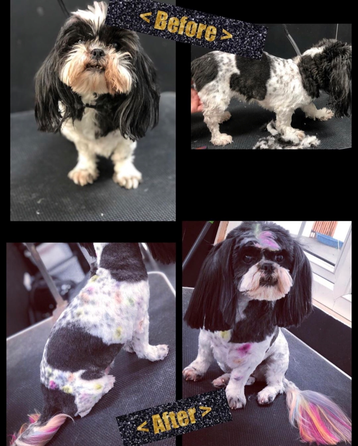 Creative Grooming | Short Bark & Sides Professional Dog Grooming
