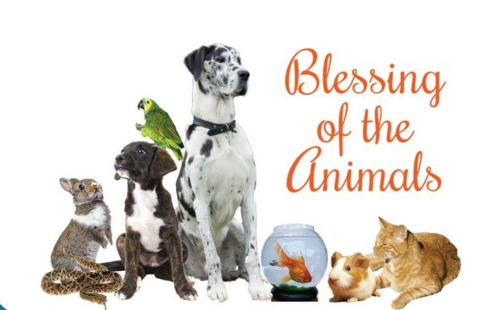Blessing of the Animals