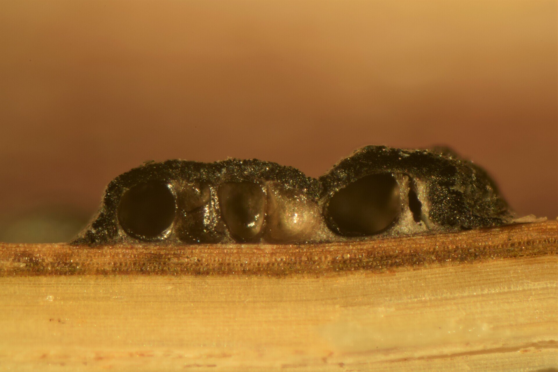 Astrocystis sublimbata