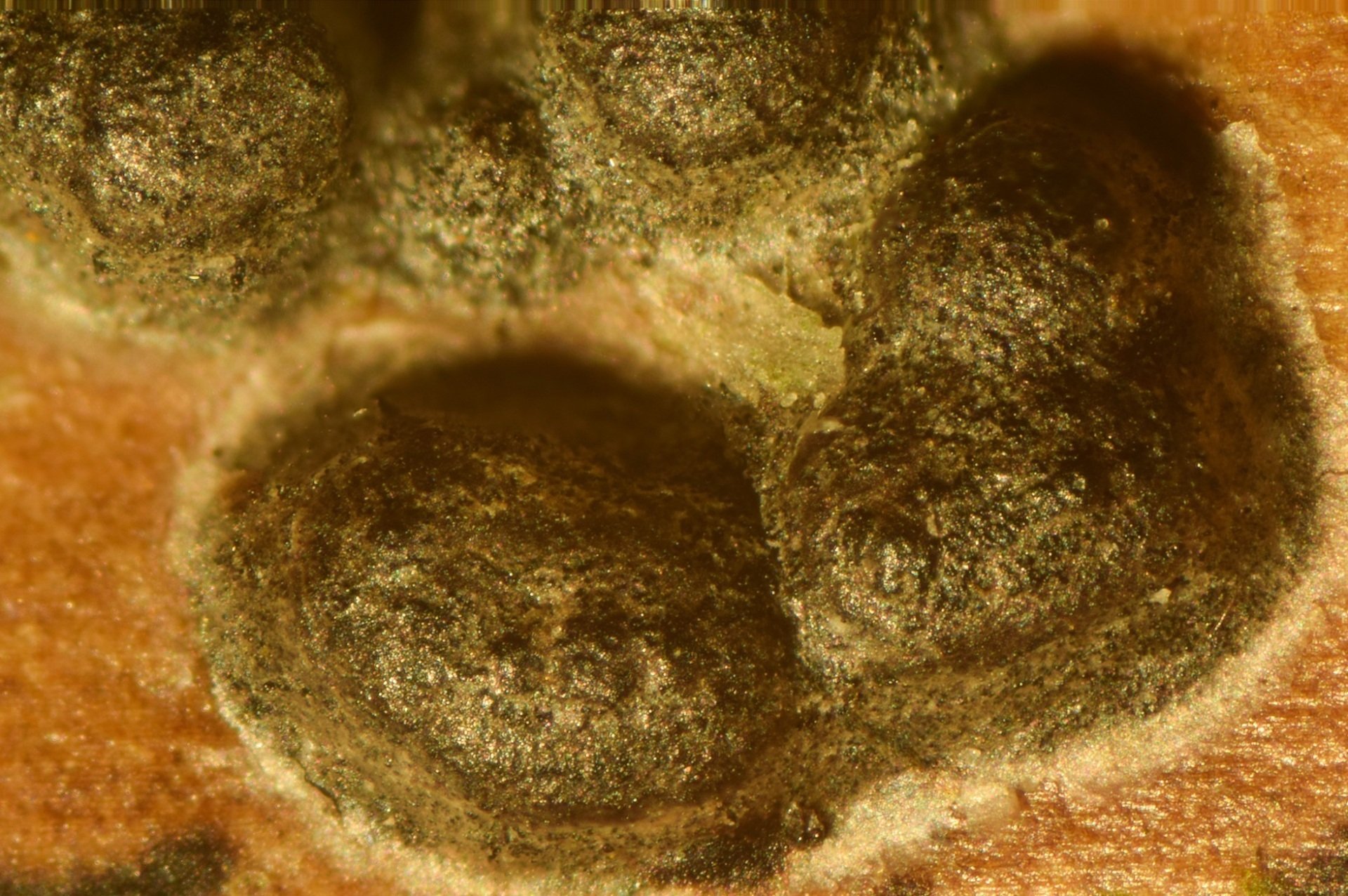 Fungi of Sussex