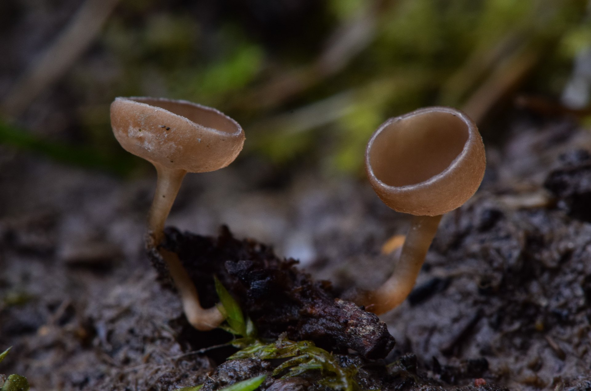 Spring Fungi Fortnight