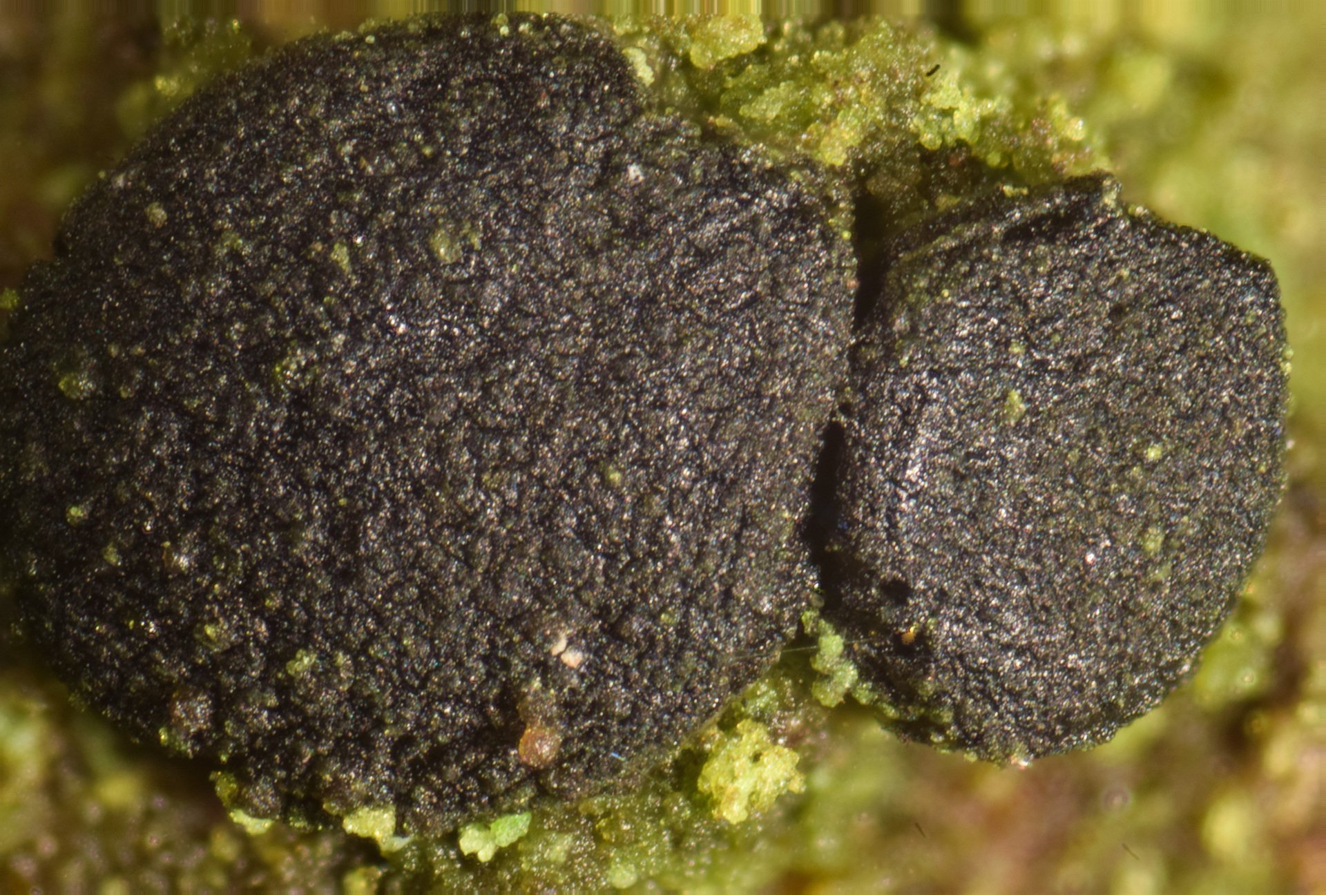 Spring Fungi Fortnight