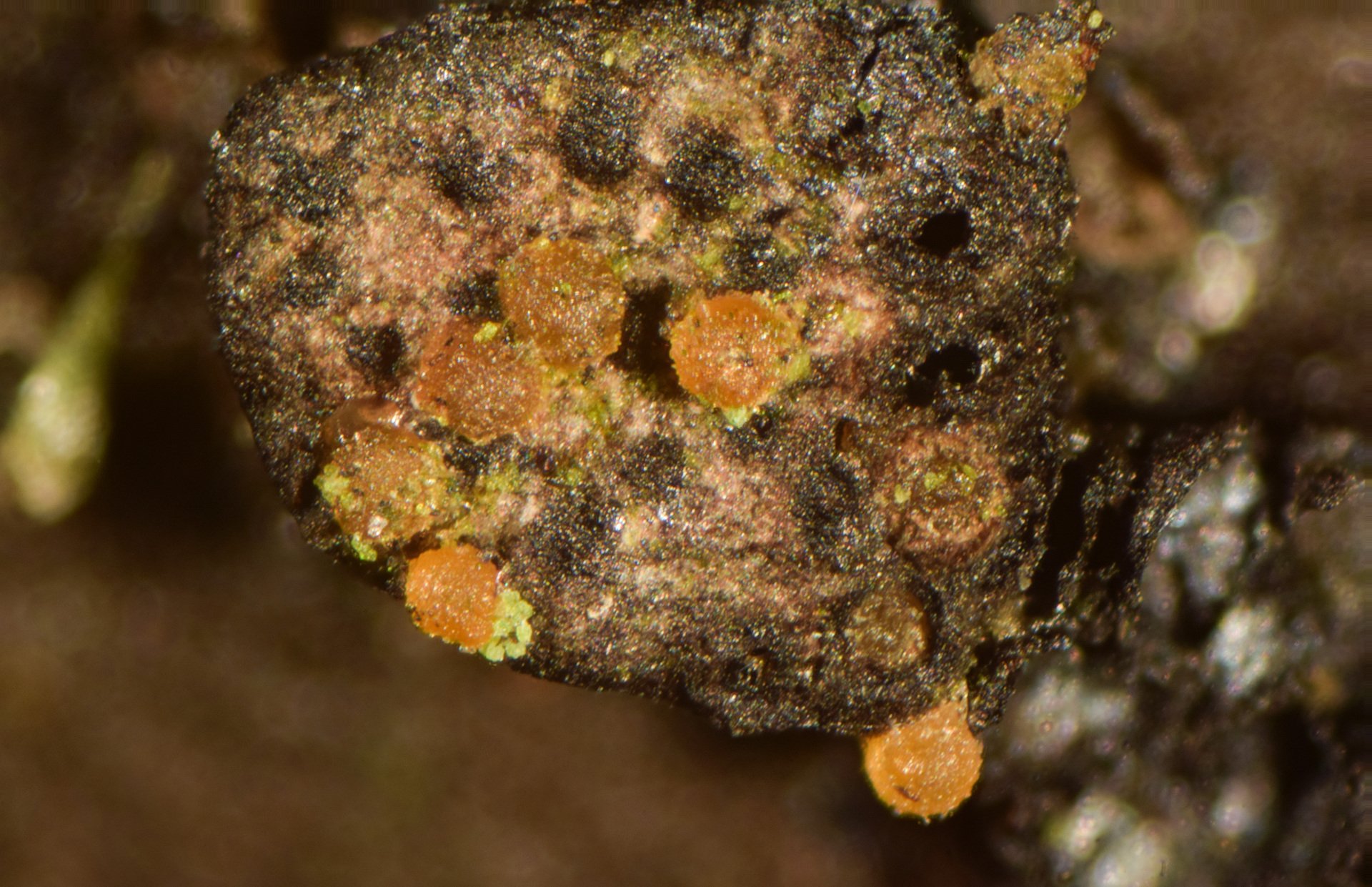 Spring Fungi Fortnight