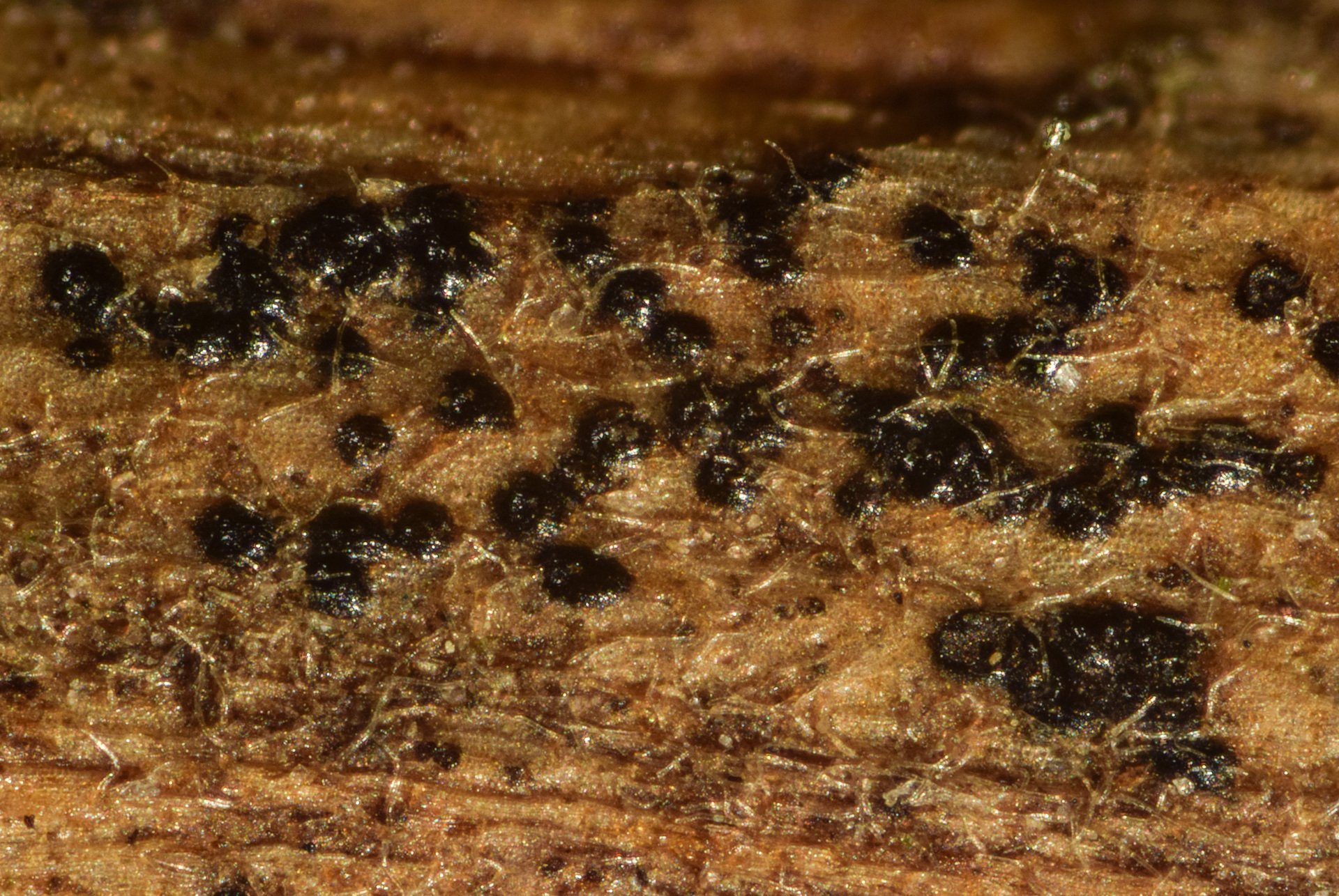 Spring Fungi Fortnight