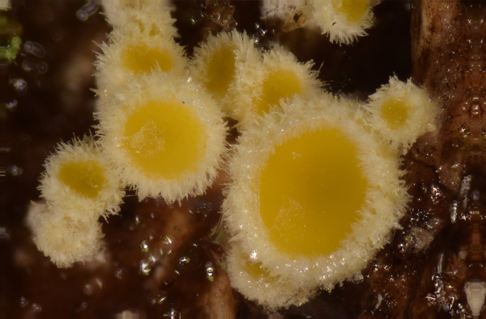 Spring Fungi Fortnight
