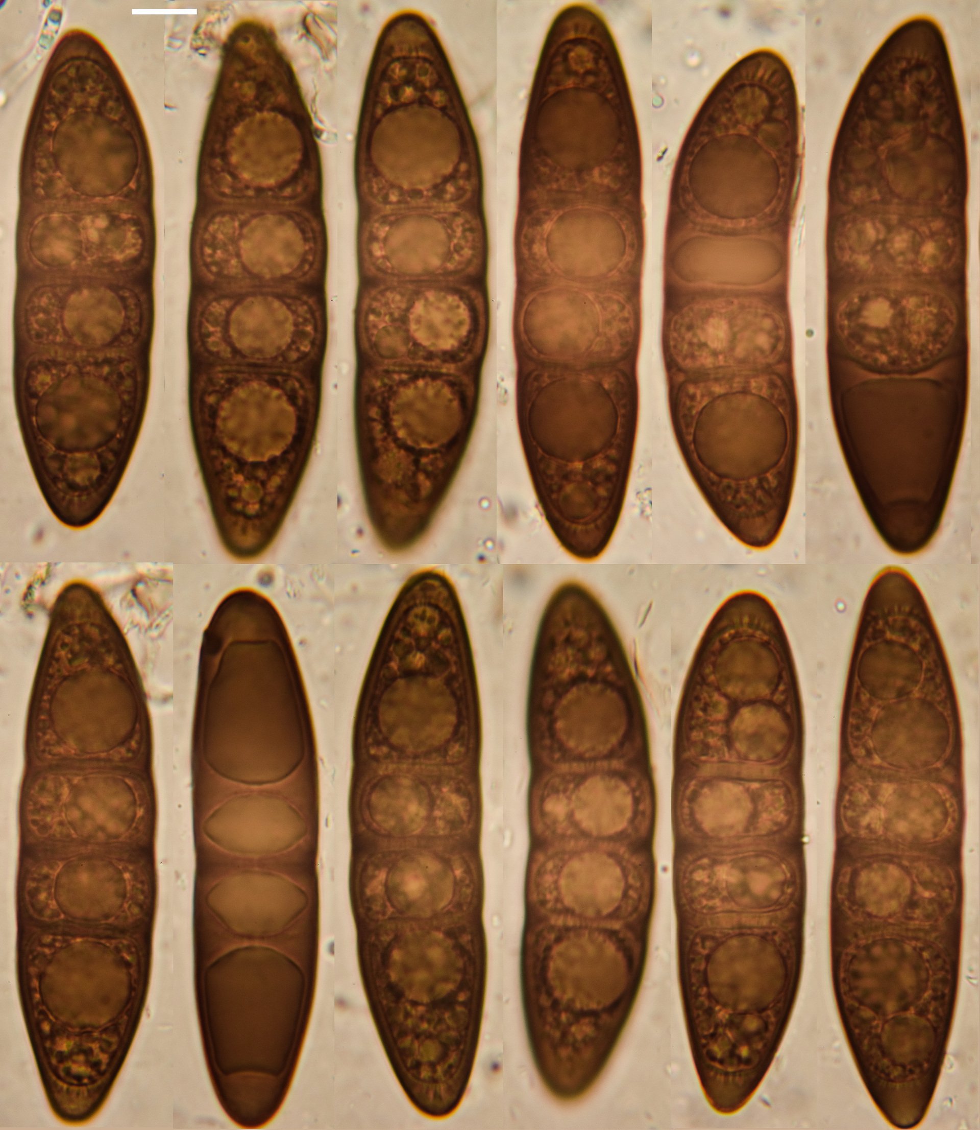 Spring Fungi Fortnight