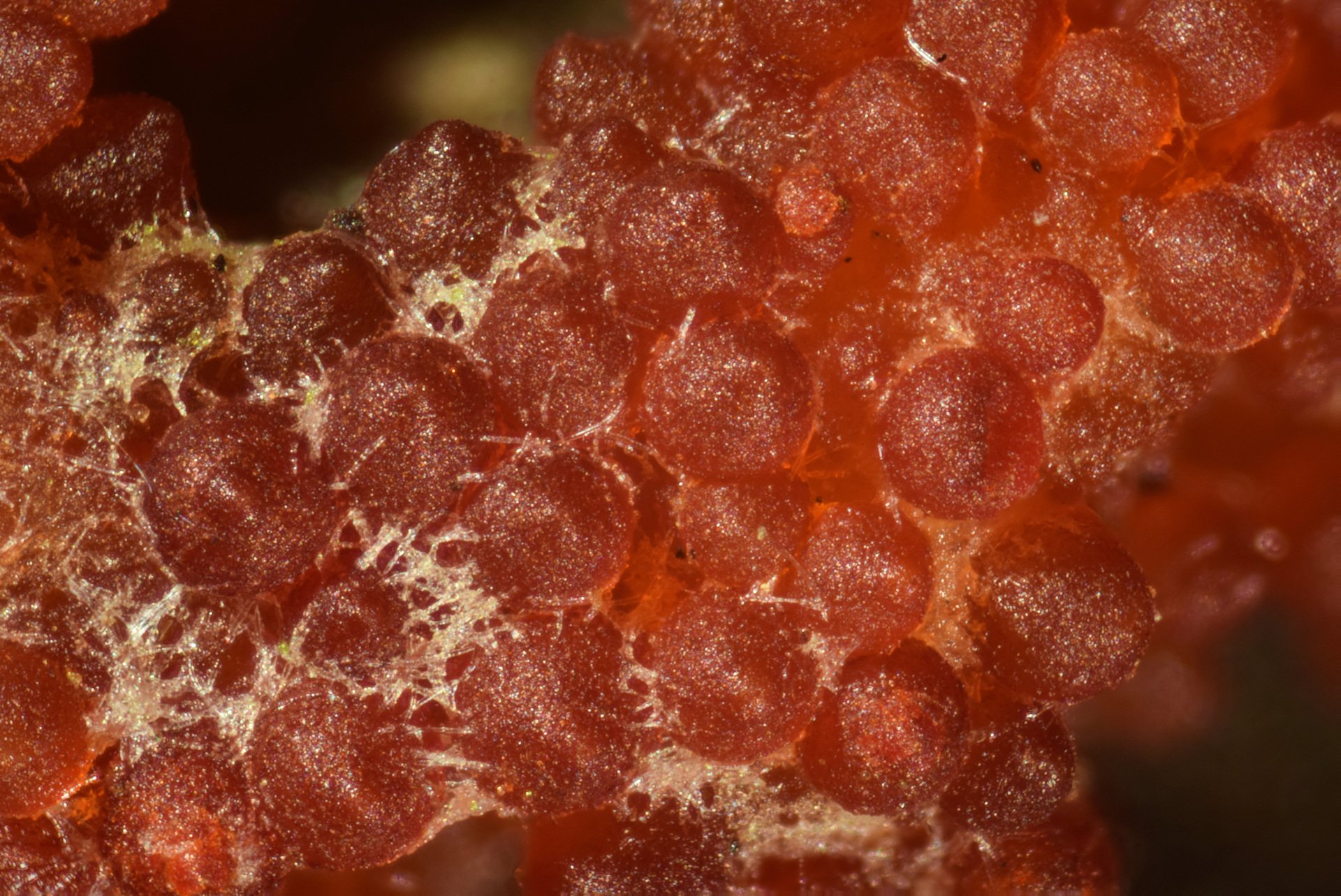 Spring Fungi Fortnight