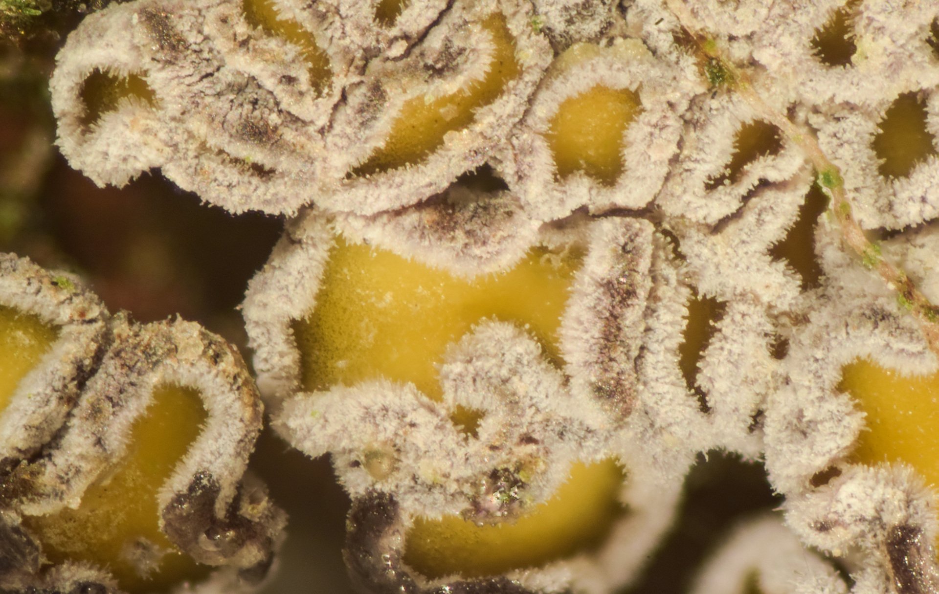 Spring Fungi Fortnight