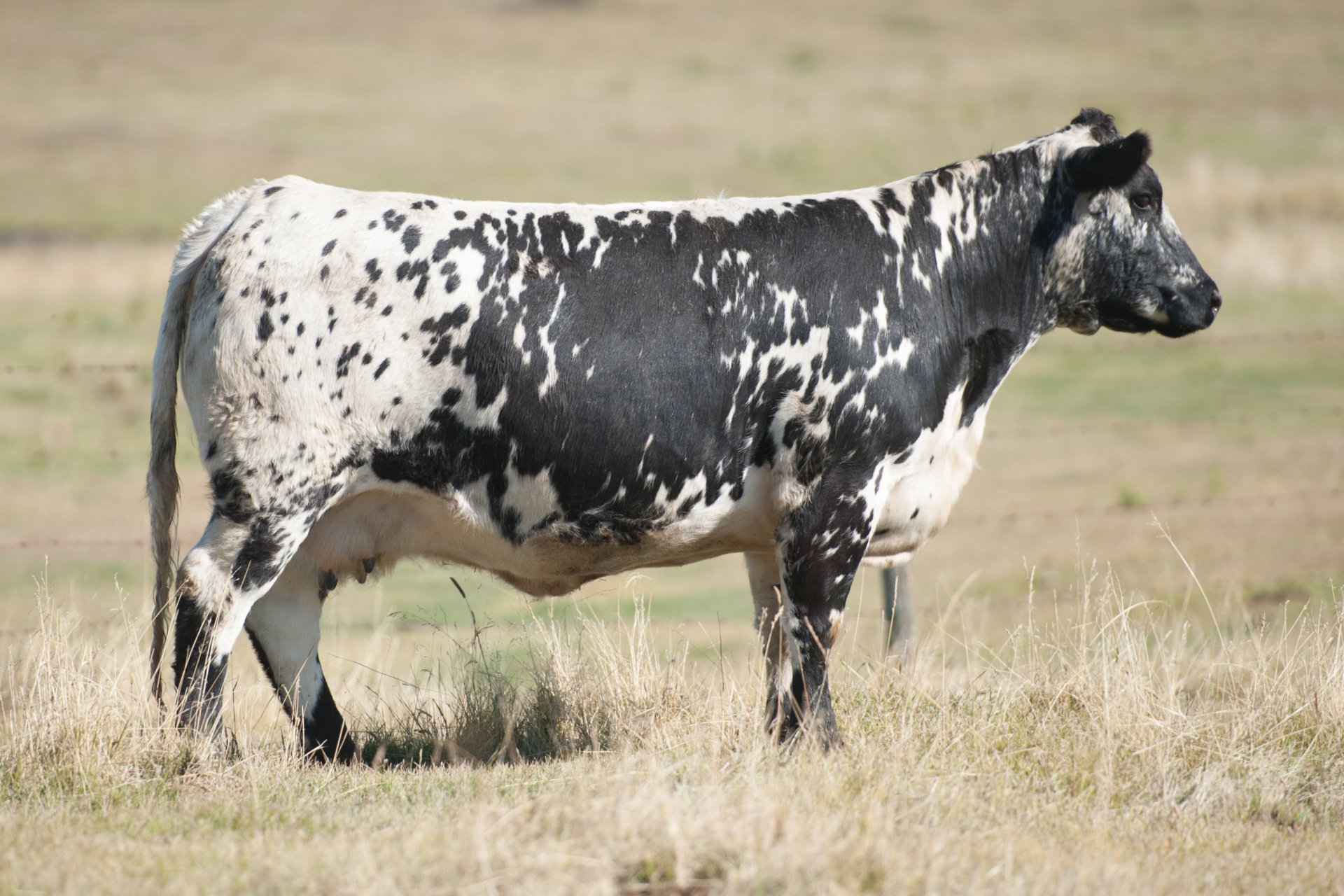 Oakey Creek Speckle Parks - Manilla, NSW - Canadian Cows