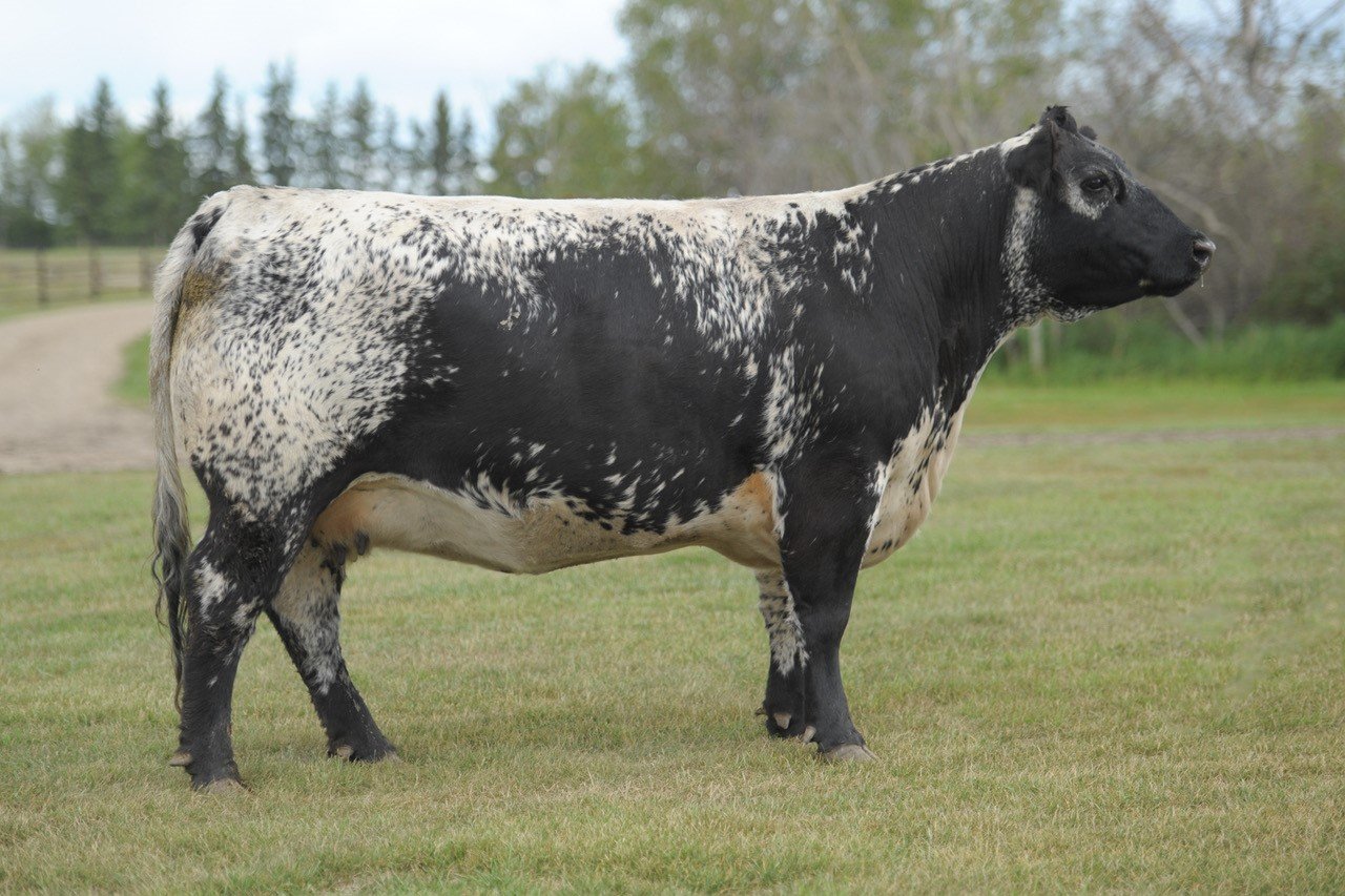 Oakey Creek Speckle Parks - Manilla, NSW - Canadian Cows