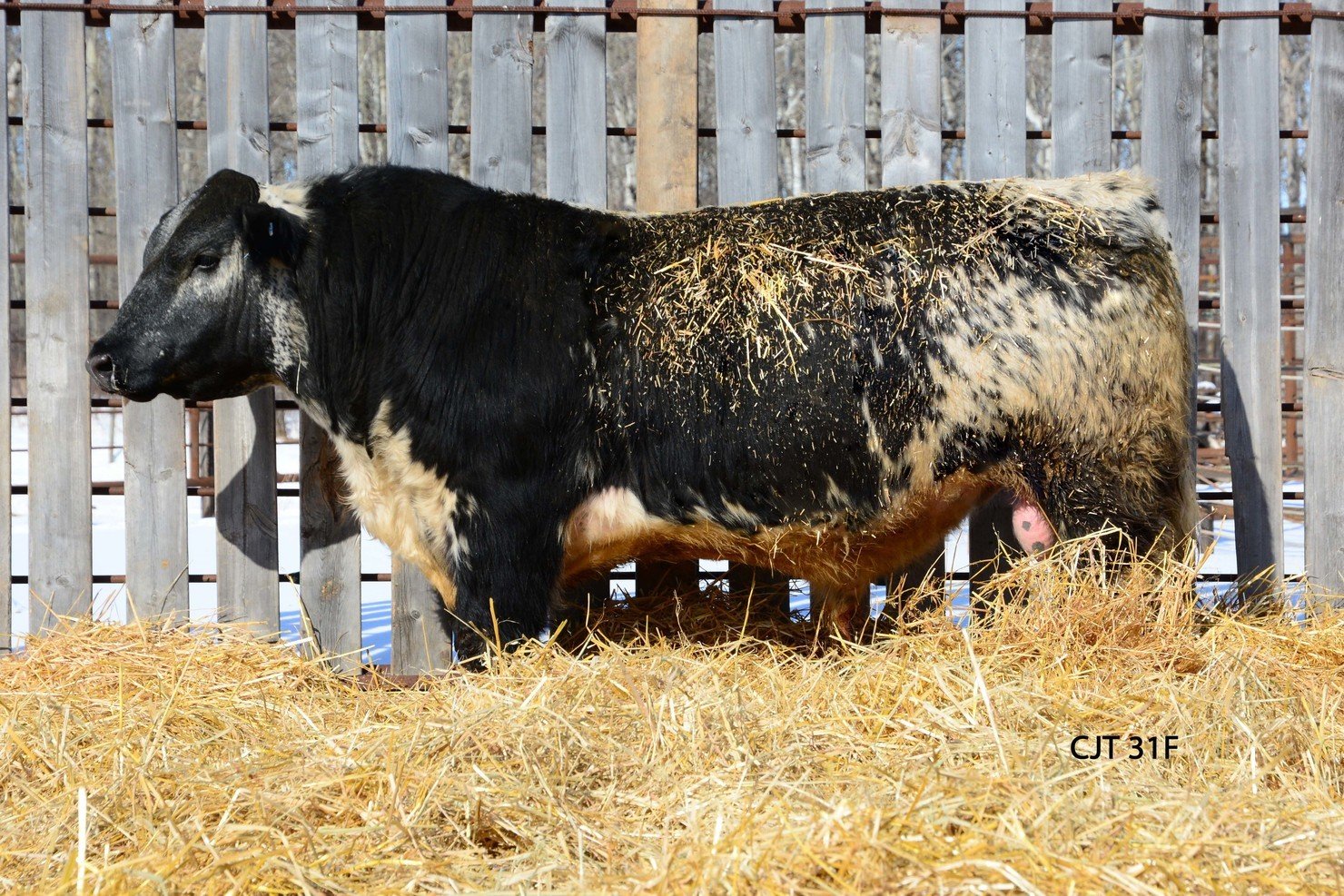Oakey Creek Speckle Parks - Manilla, NSW - Canadian Bulls