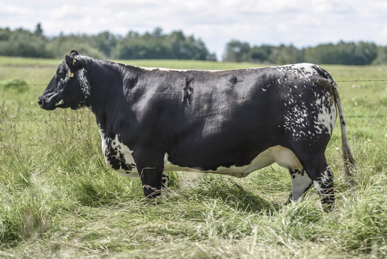 Oakey Creek Speckle Parks - Manilla, NSW - Canadian Cows