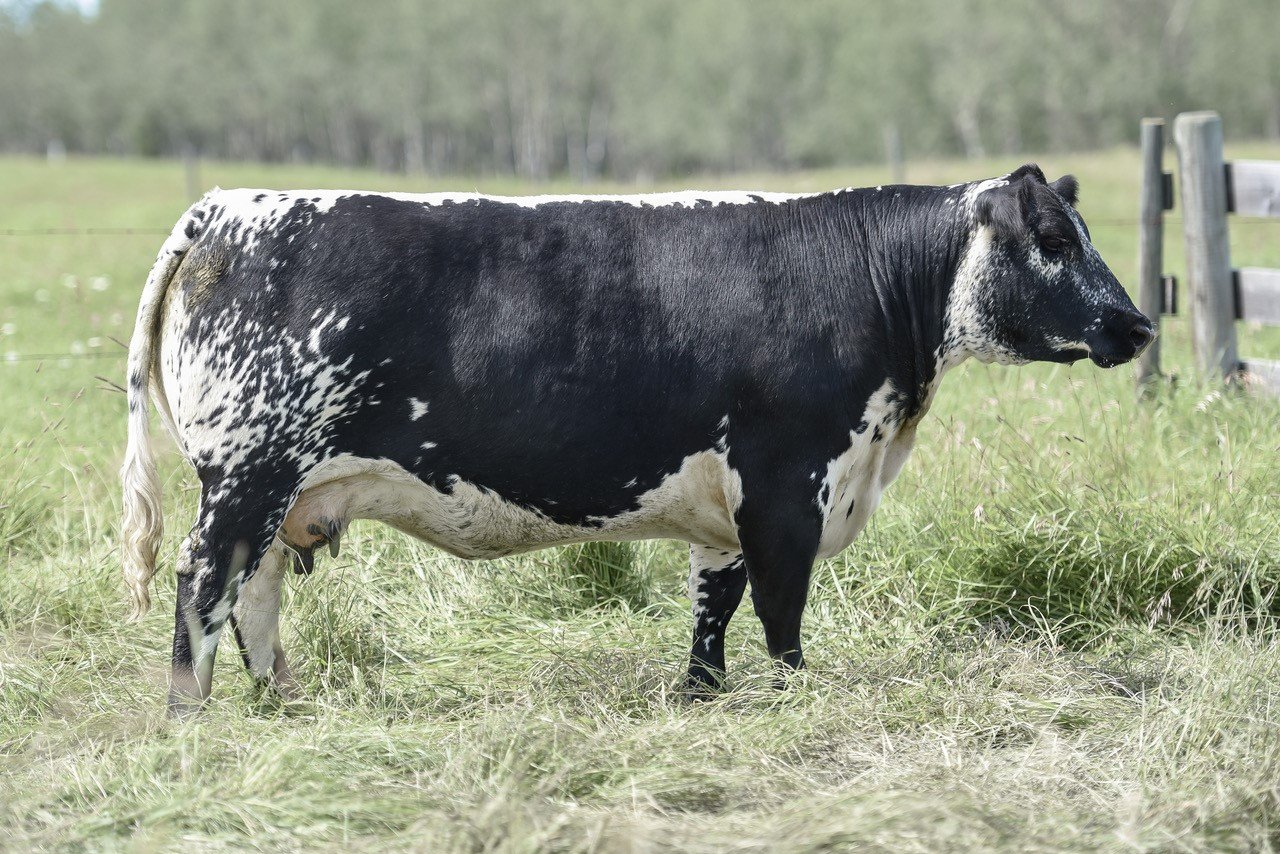 Oakey Creek Speckle Parks - Manilla, NSW - Canadian Cows