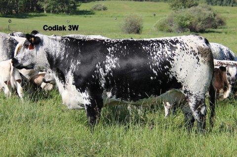 Oakey Creek Speckle Parks - Manilla, NSW - Canadian Cows