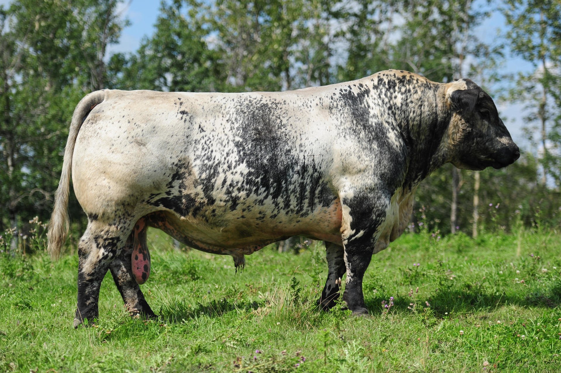 Oakey Creek Speckle Parks - Manilla, NSW - Canadian Bulls