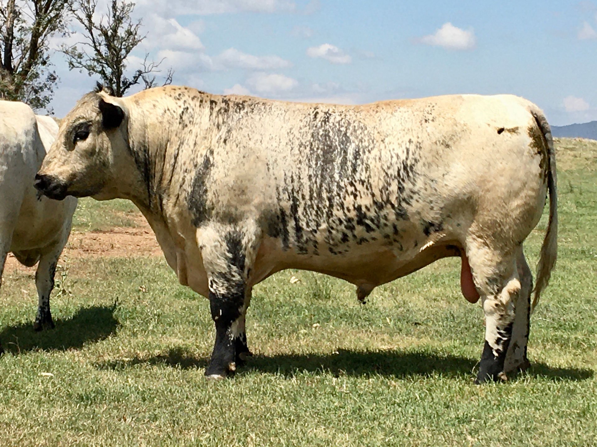Oakey Creek Speckle Parks - Manilla, NSW - Oakey Creek Australian Bulls