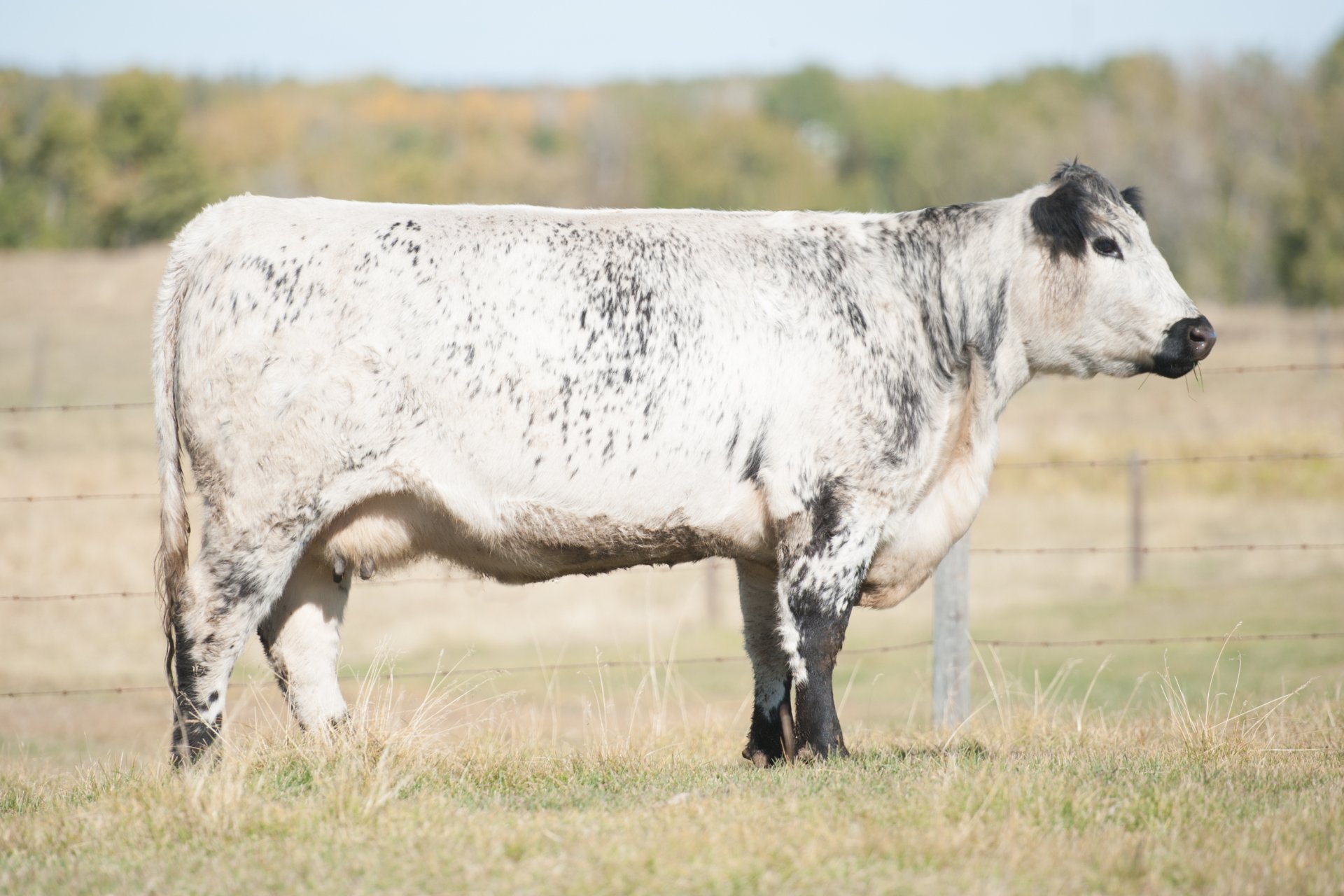 Oakey Creek Speckle Parks - Manilla, NSW - Canadian Cows