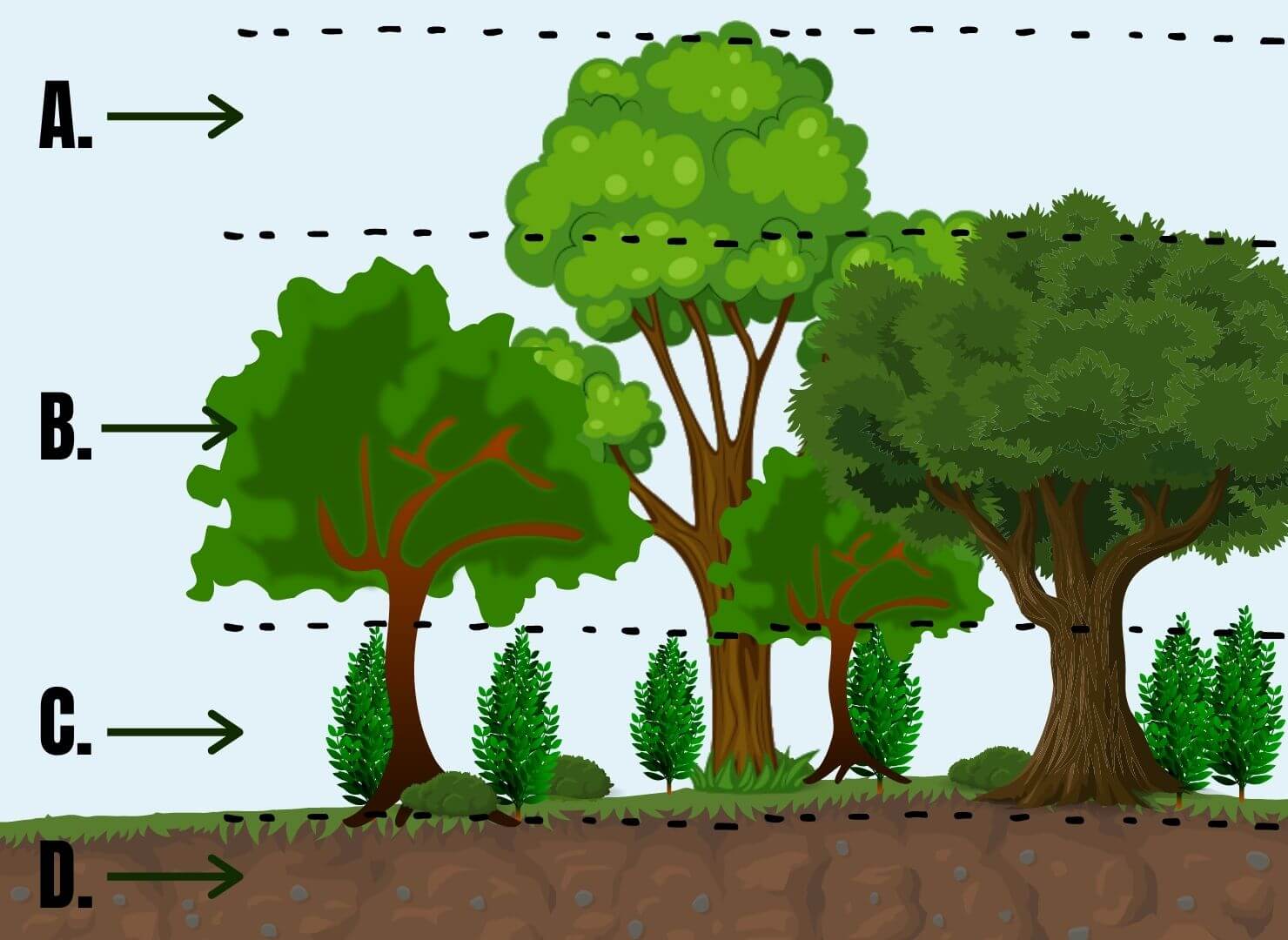 Rainforest Ecosystems | The World's Most Diverse Ecosystems | edZOOcating
