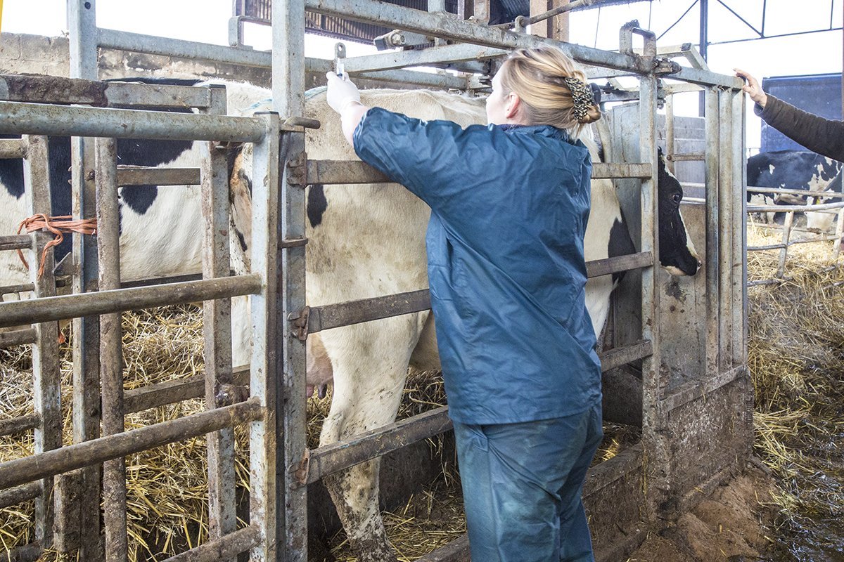 Vet Gallery | Shepherds' Vets Centre Kidderminster