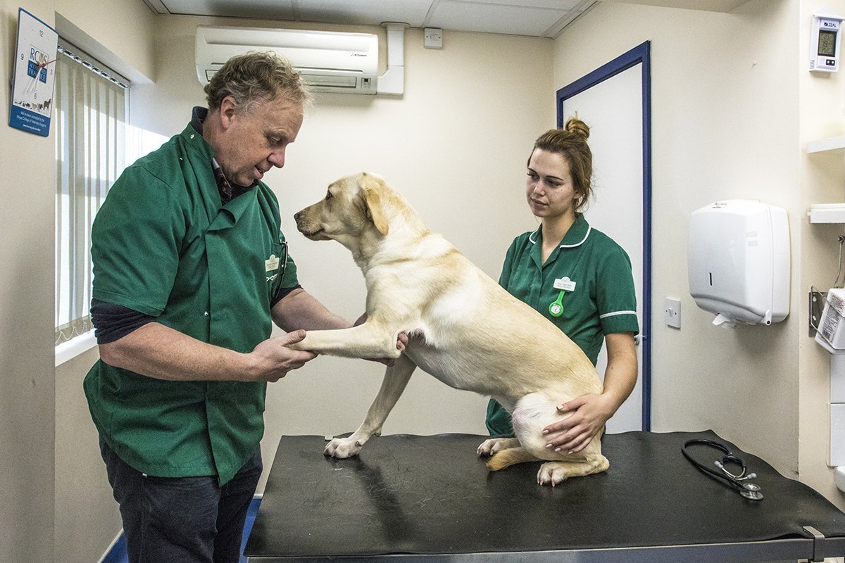 Vet Gallery | Shepherds' Vets Centre Kidderminster