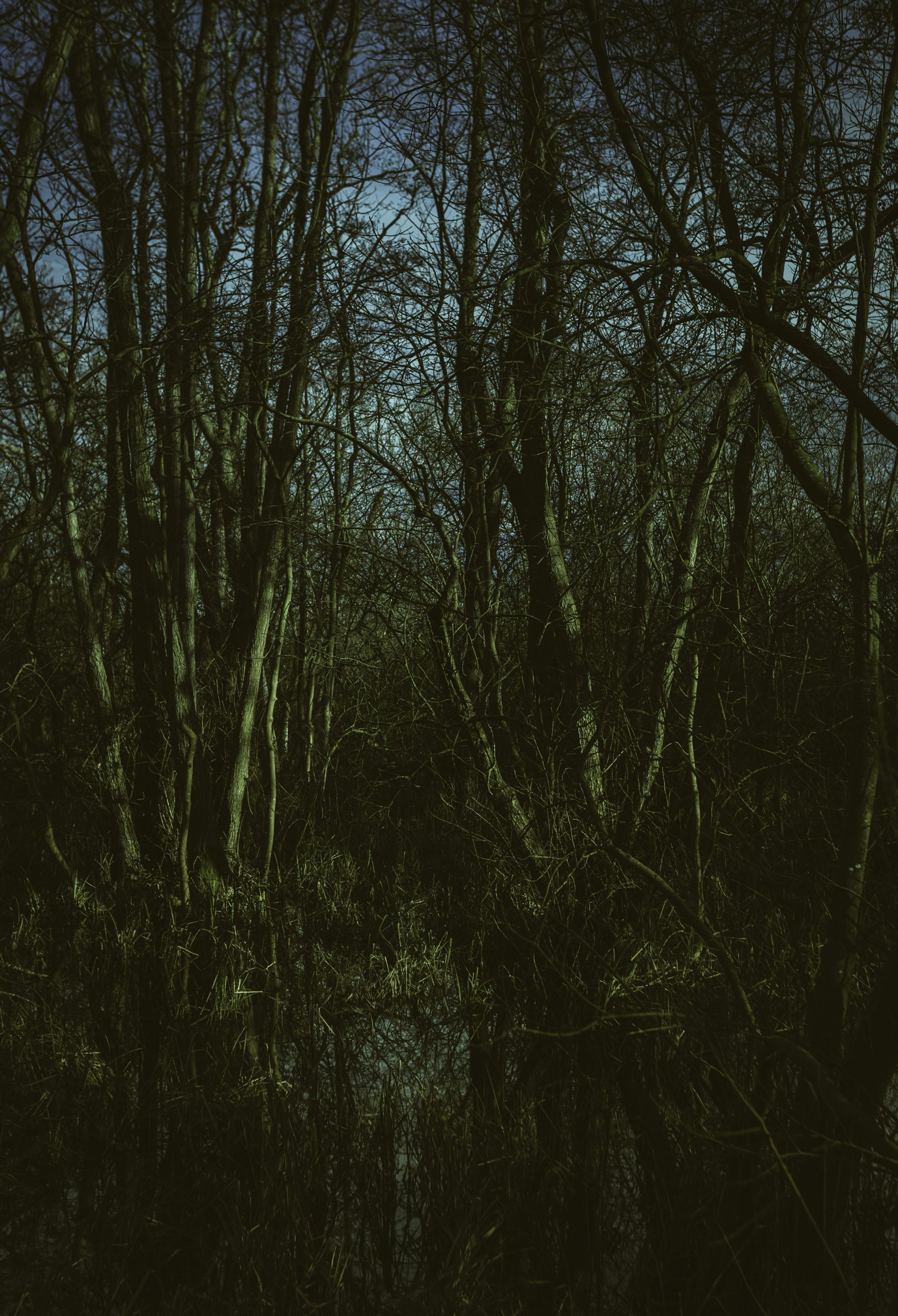 Newsight Photography | Trees Collection