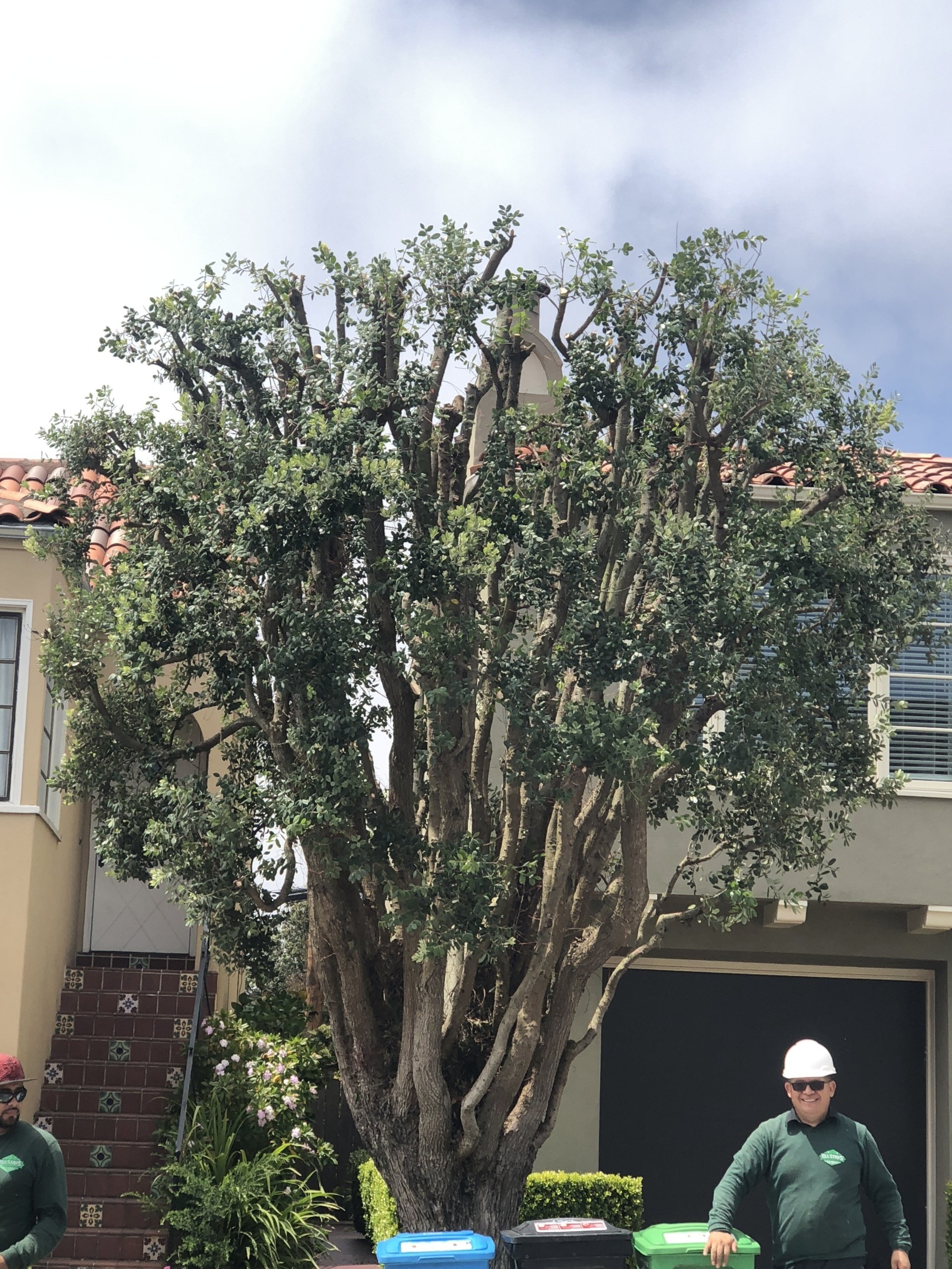 Local Company | San Rafael, CA | All Stars Tree Service