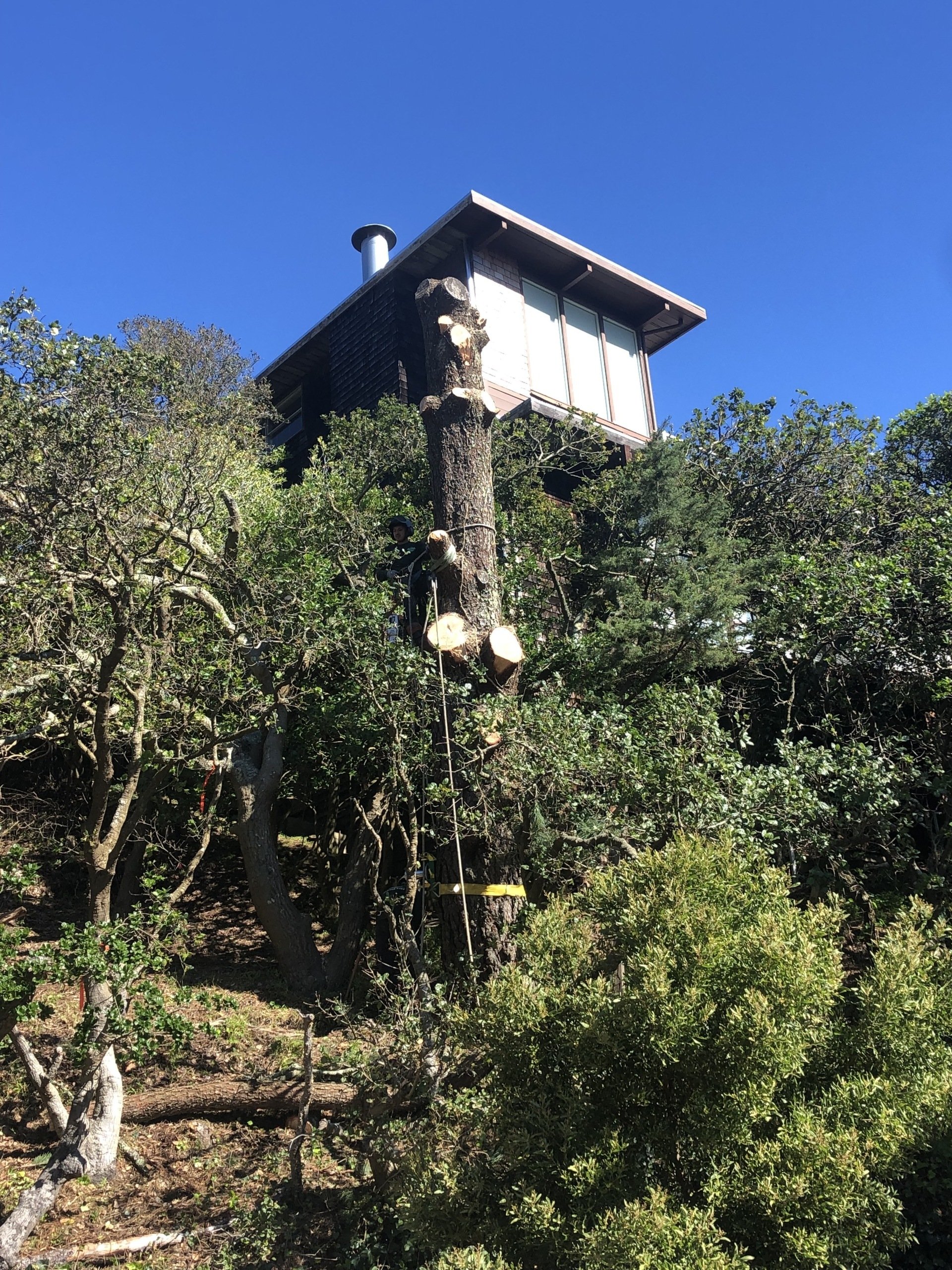 Local Company | San Rafael, CA | All Stars Tree Service