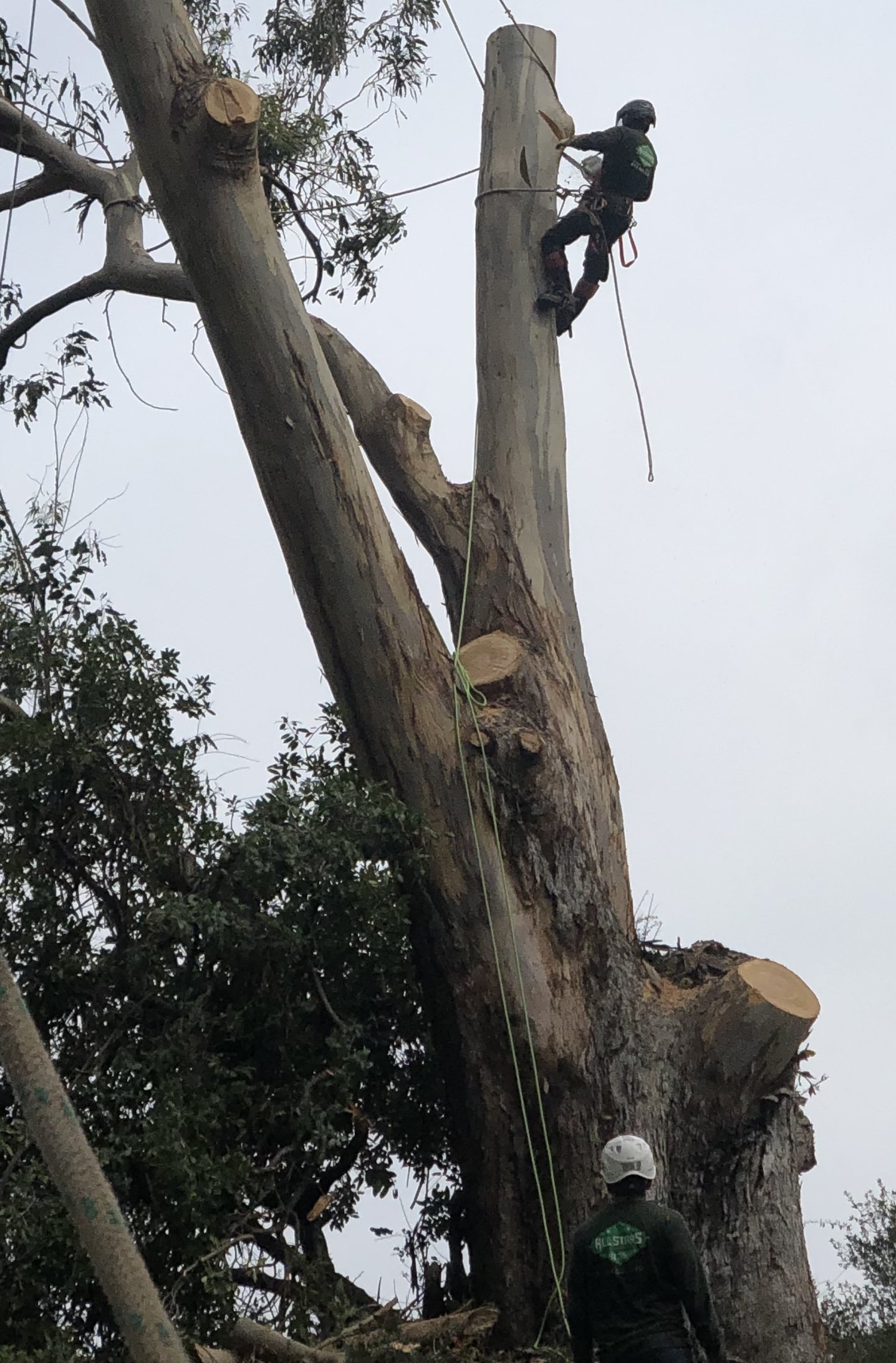 Local Company | San Rafael, CA | All Stars Tree Service