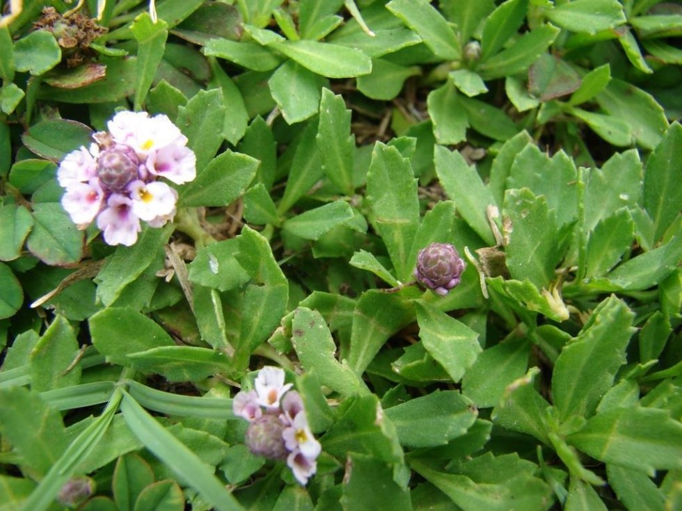 Posa in opera Lippia Nodiflora - Tarquinia - Viterbo - Vivai dell'argento