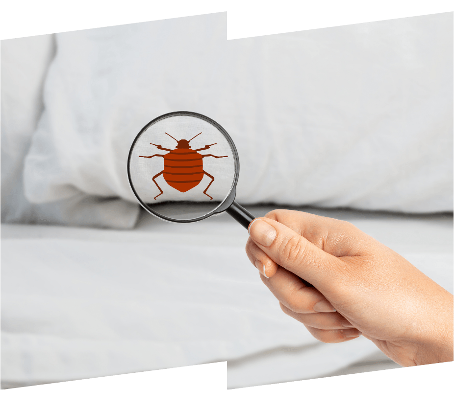 Chandler, Arizona’s #1 Rated Bed Bug Control Company