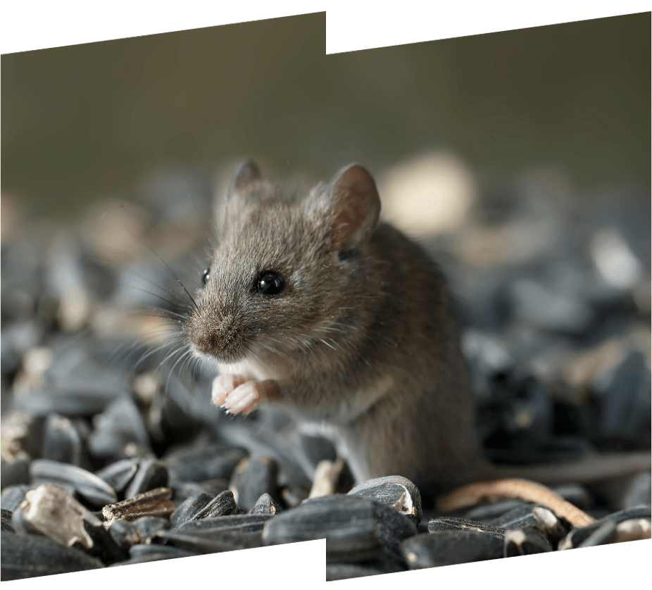 Chandler, Arizona’s #1 Rated Rodent Control Company