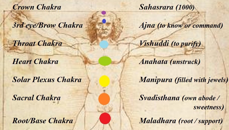 Chakras and the human body