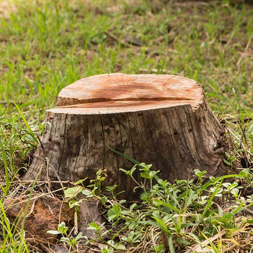 Remove Old Stumps - Davenport, FL - Brigg's Tree Service, LLC