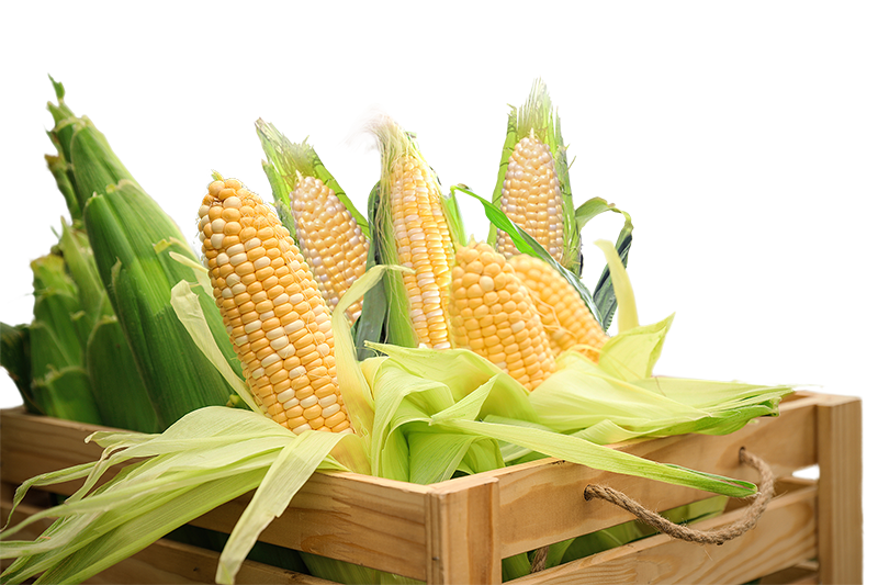 Ferme Gadbois | Nos kiosques de fraises et de maïs-sucrés