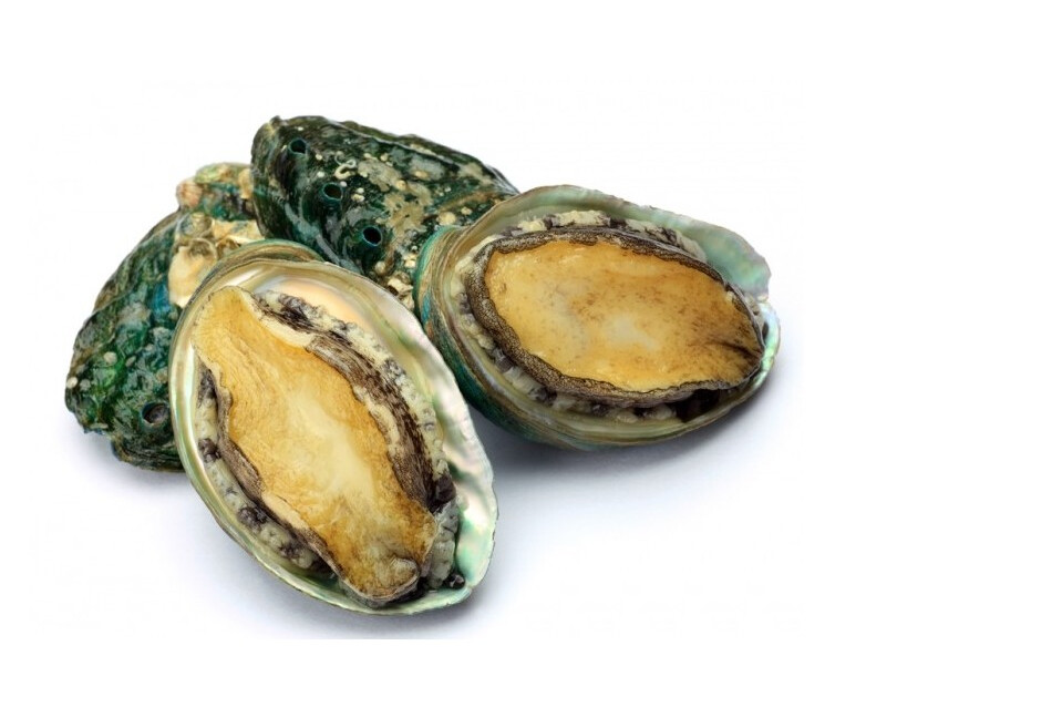 Abalone, come mangiarle e cucinarle