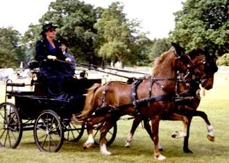 Zilco Elite Driving Harness