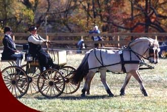 Zilco Elite Driving Harness