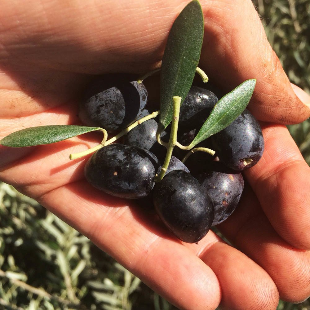 Oilive Oil By Arwyn Jones Ceramics - Handpicked in Portugal Every Year